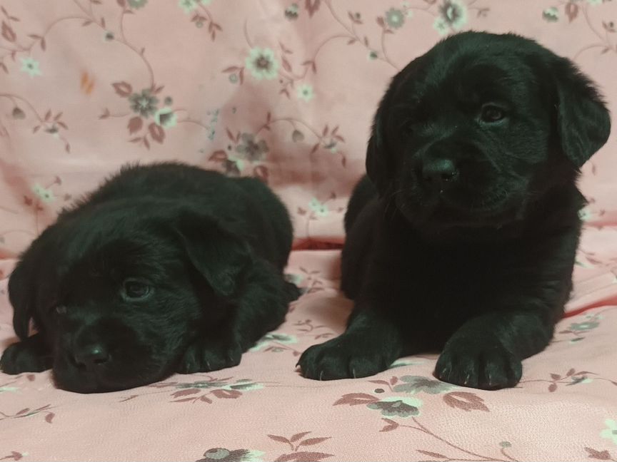 Щенки лабрадора