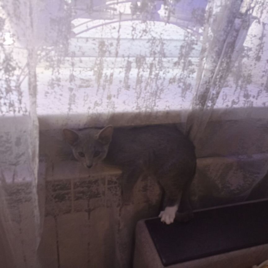 Котенок