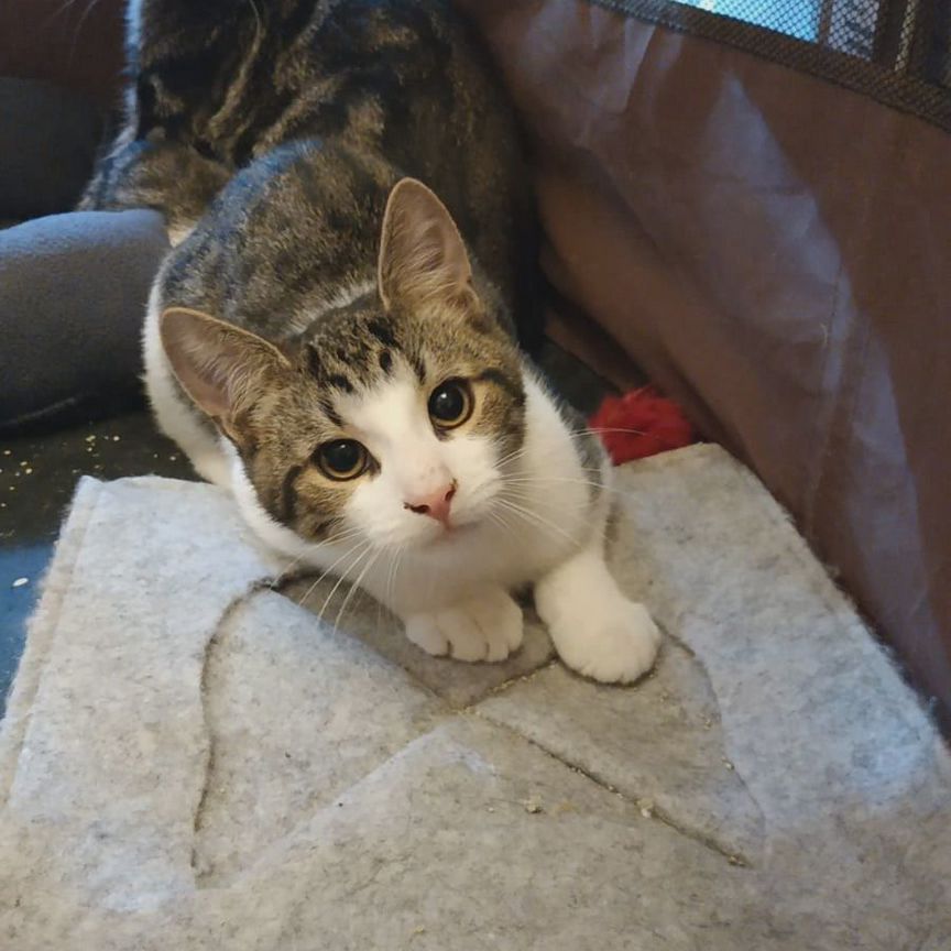 Маленький котик мечтает о семье