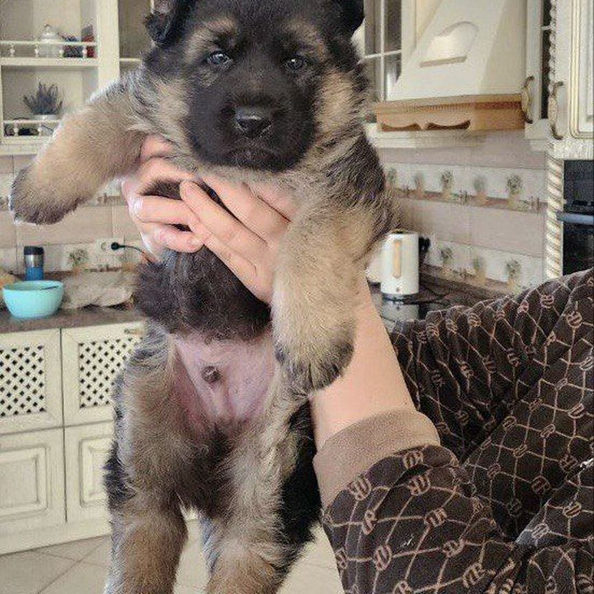 Немецкая овчарка, щенок