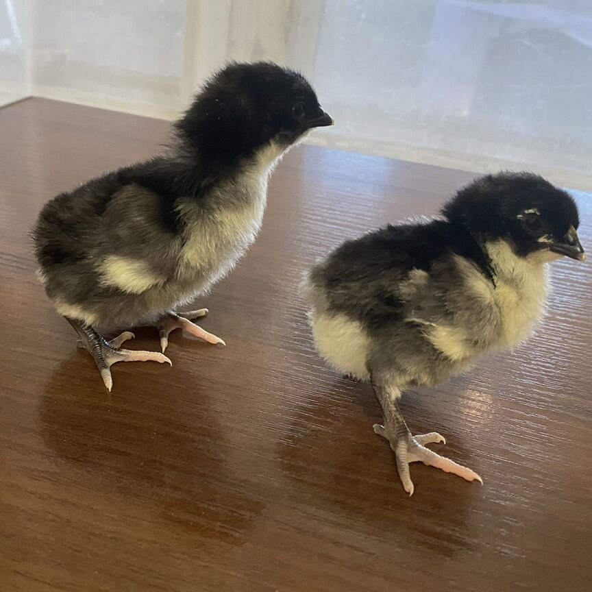 Цыпленок Джерсийский Гигант