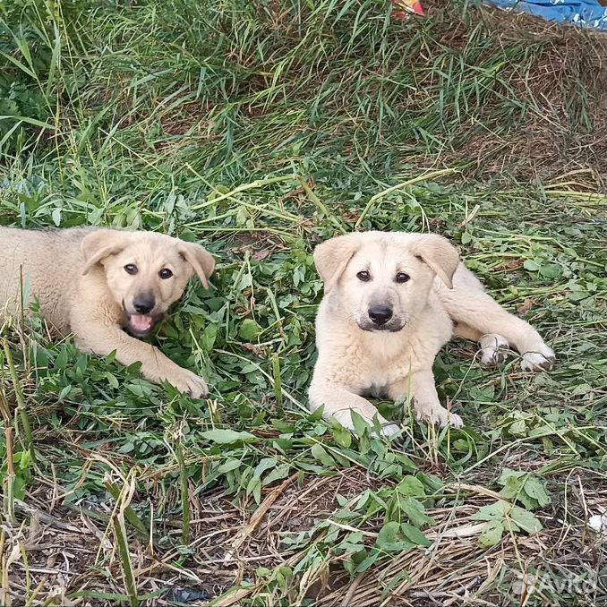 Щенки милашки