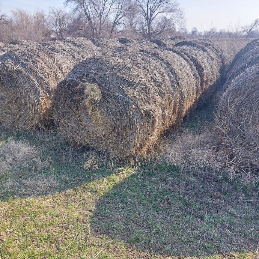 Продам сено в рулонах. Зерно ячьмень