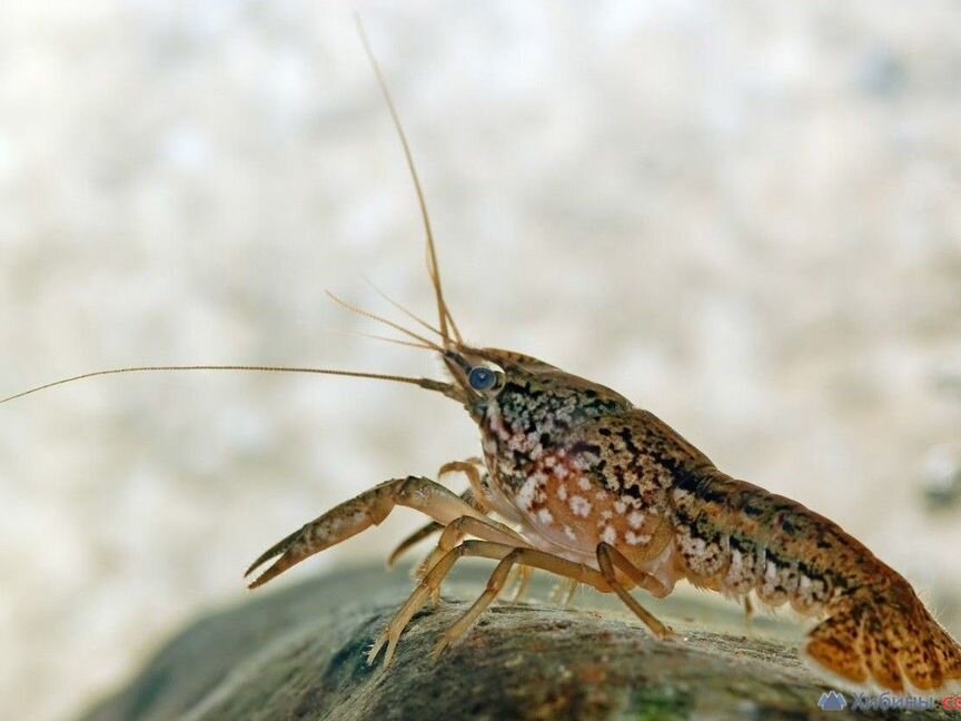 Мраморный рак 5см