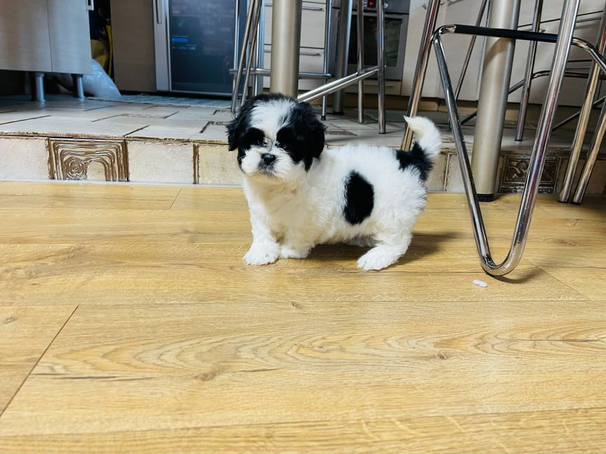 Мини счастье