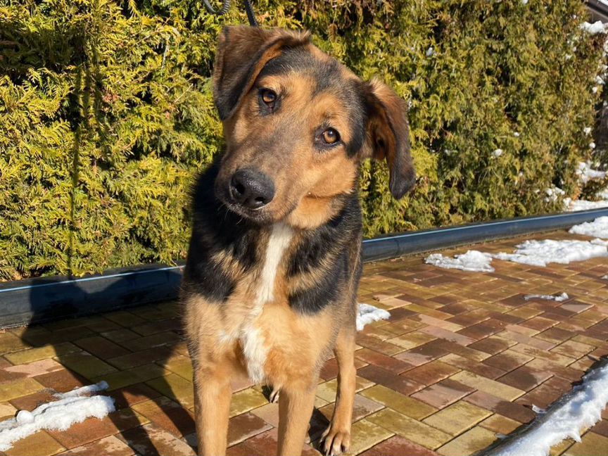 Собака красавица и умница