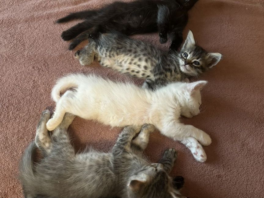 Котята