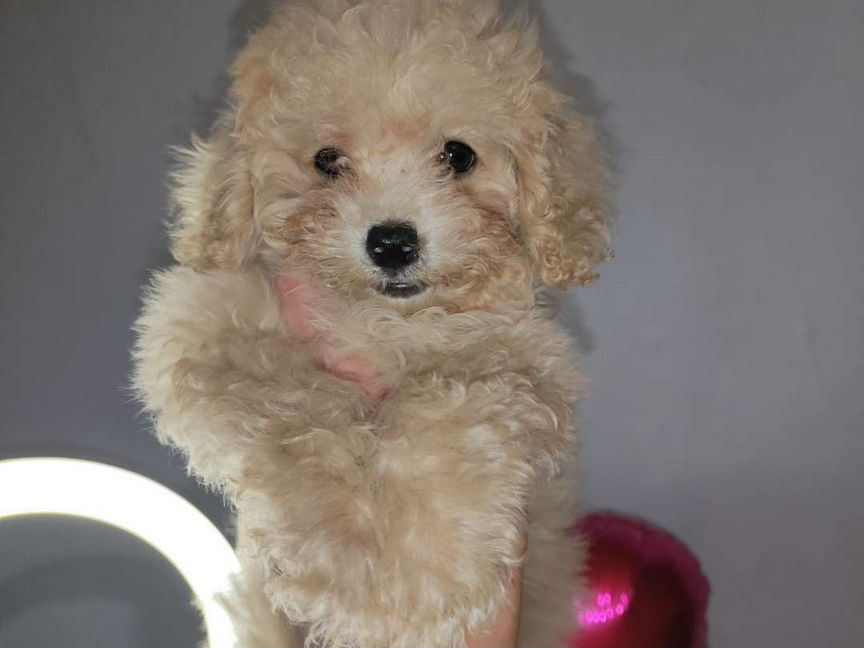 Мальти-пулечка девочка