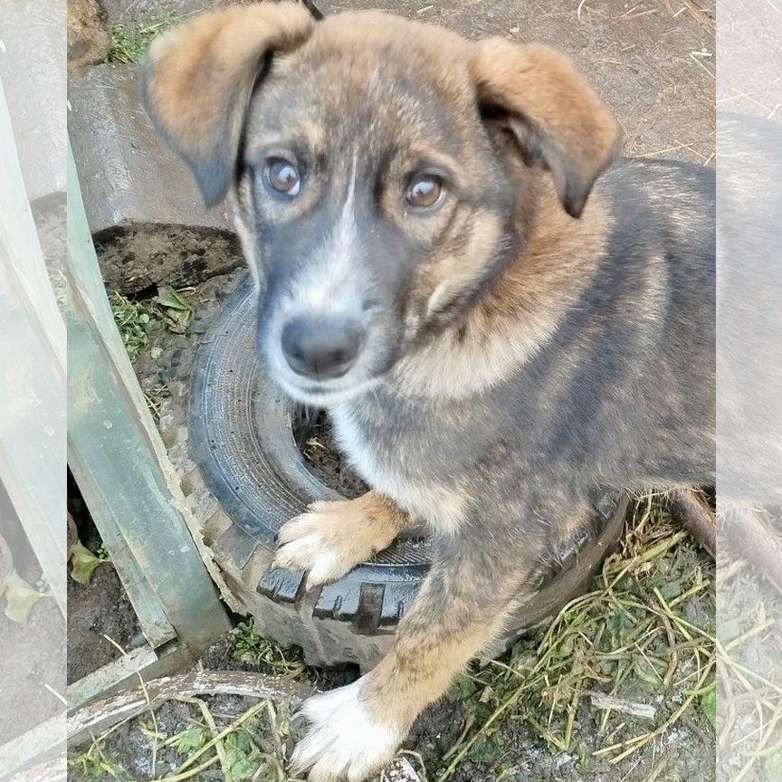 Щенок в добрые руки