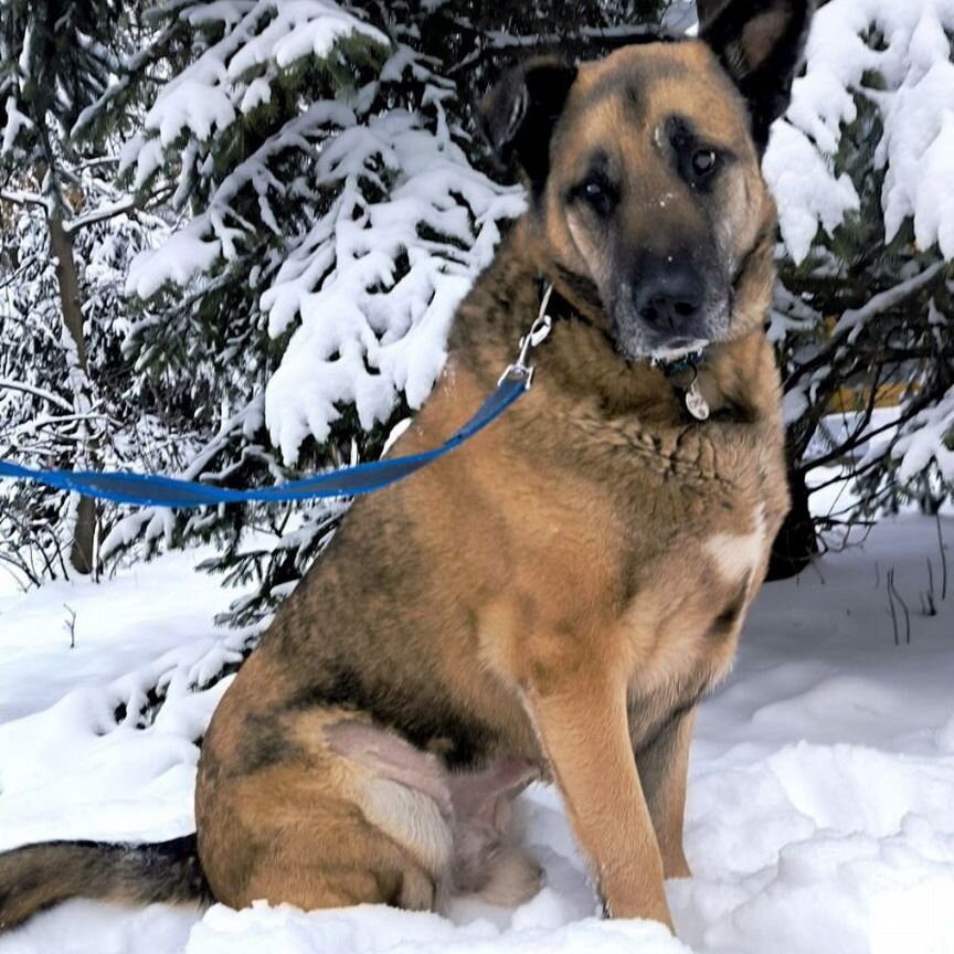 Взрослый пёс в добрые руки