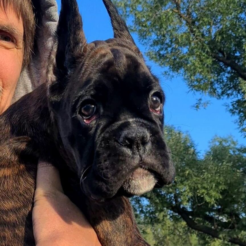 Черноглазая брюнетка боксер