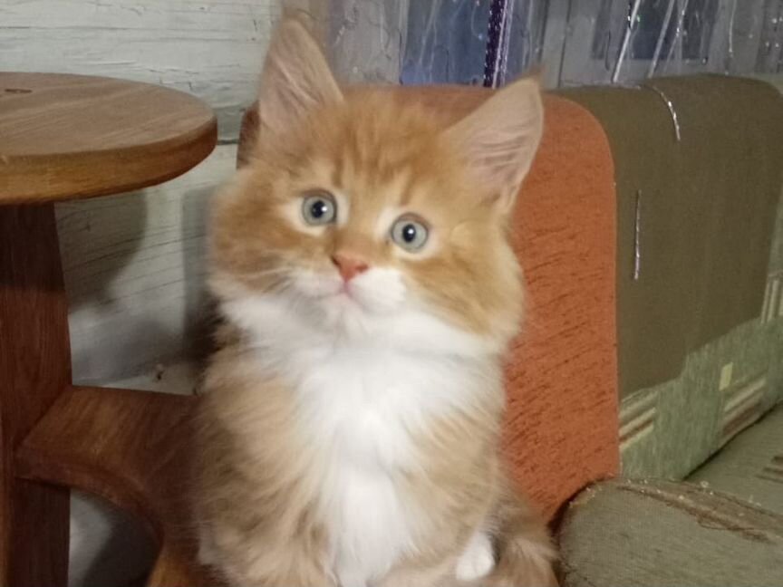 Котята мейн-кун рыжий