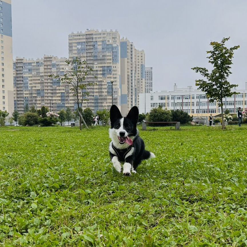 Вельш Корги Кардиган, щенок