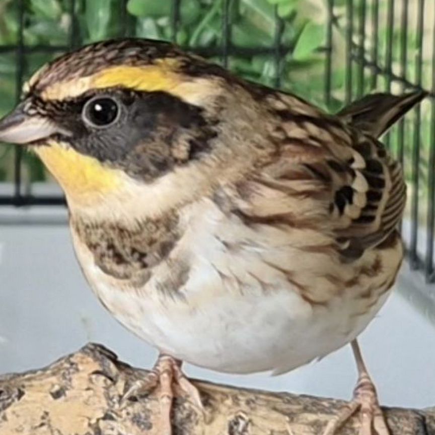 Овсянка птица