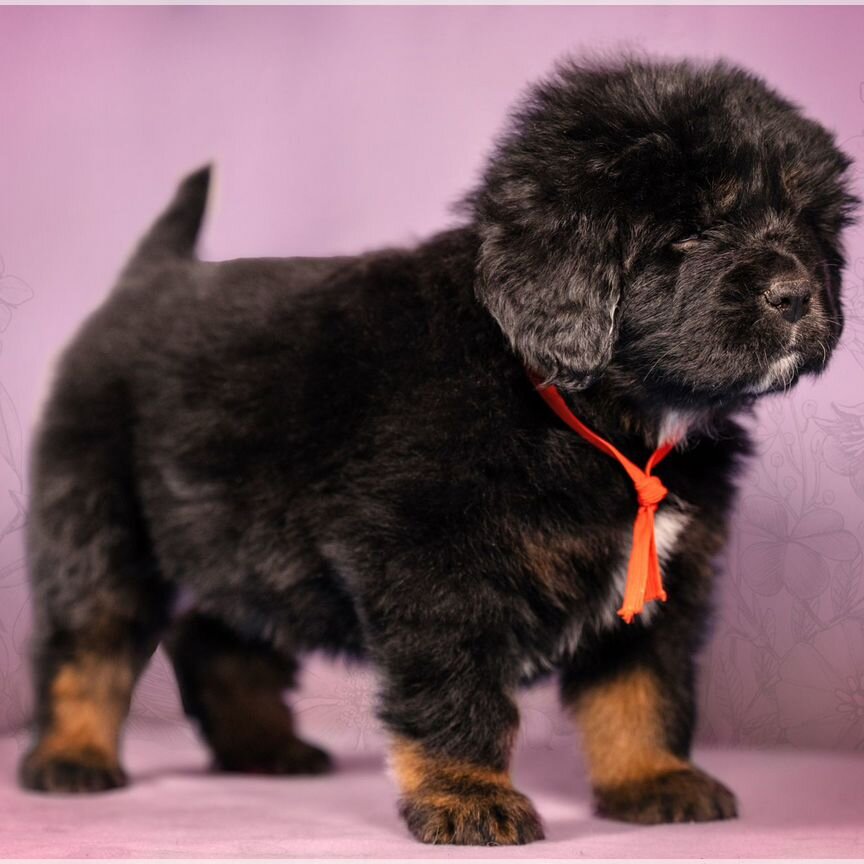 Тибетский мастиф, щенок