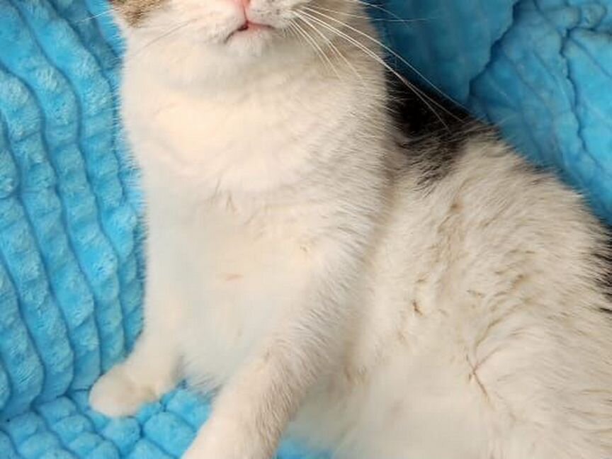 Кот Барсик