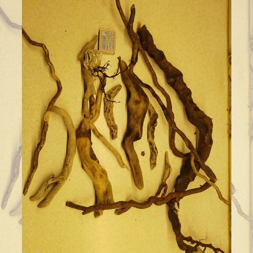 Коряги дрифтвуд