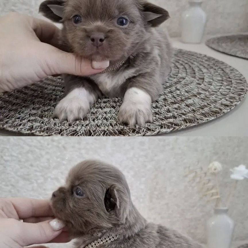 Чихуахуа, щенок