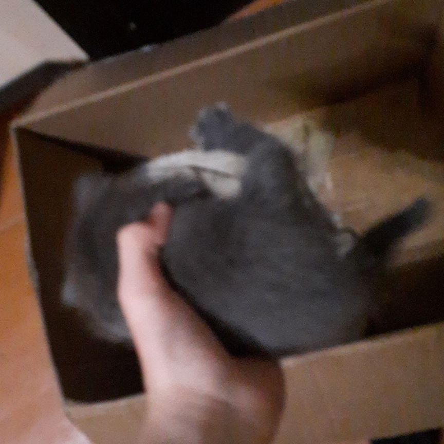 Отдаю котят скотиш-страйт
