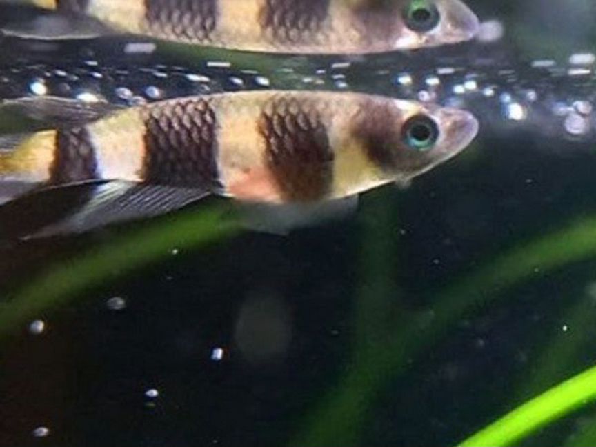 Факельный эпиплатис