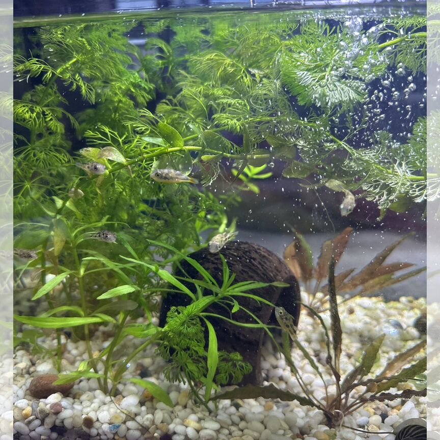 Тетрадон карликовый желтый