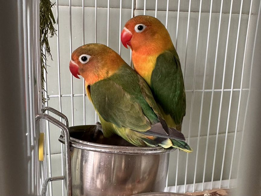 Попугай неразлучники