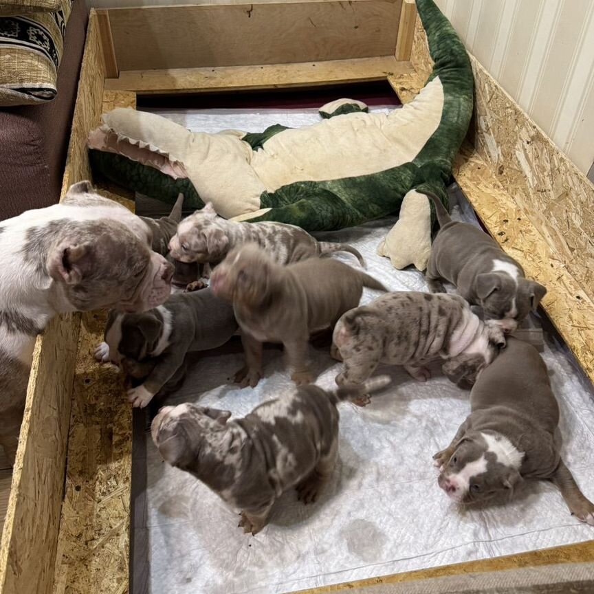 Американский булли, щенок