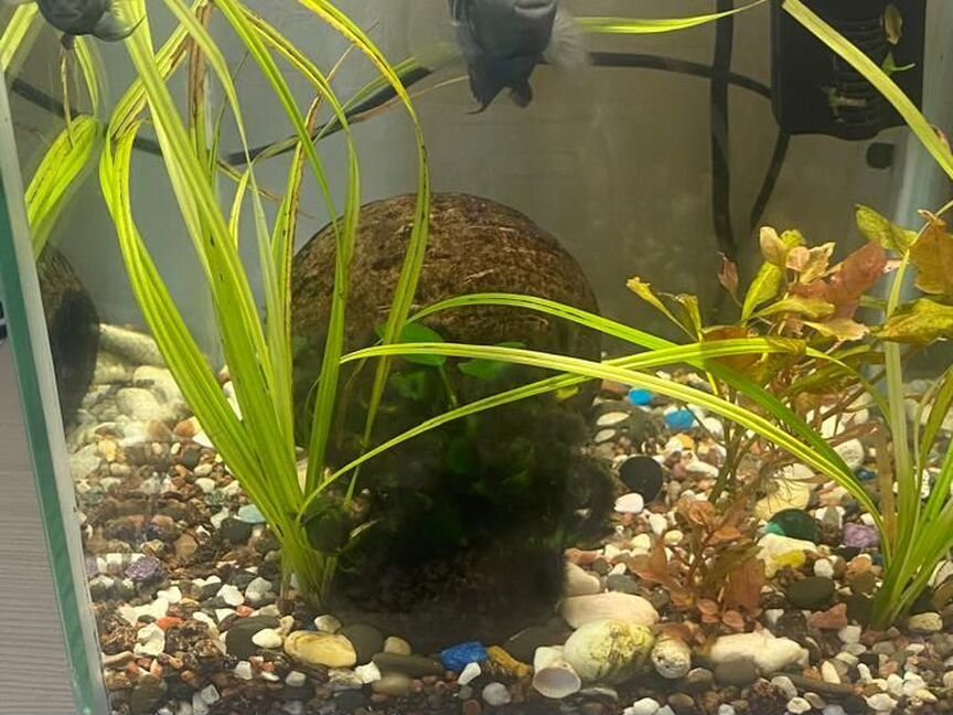 Аквариум с рыбками