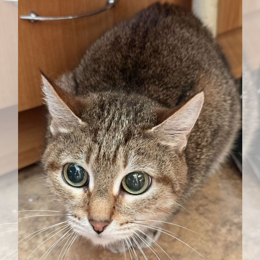 Взрослая, кошка в добрые руки