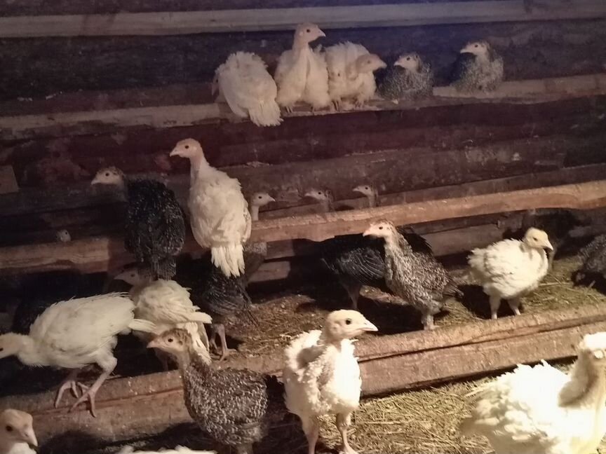 Индюшата подрощенные Биг6 и Бронза708