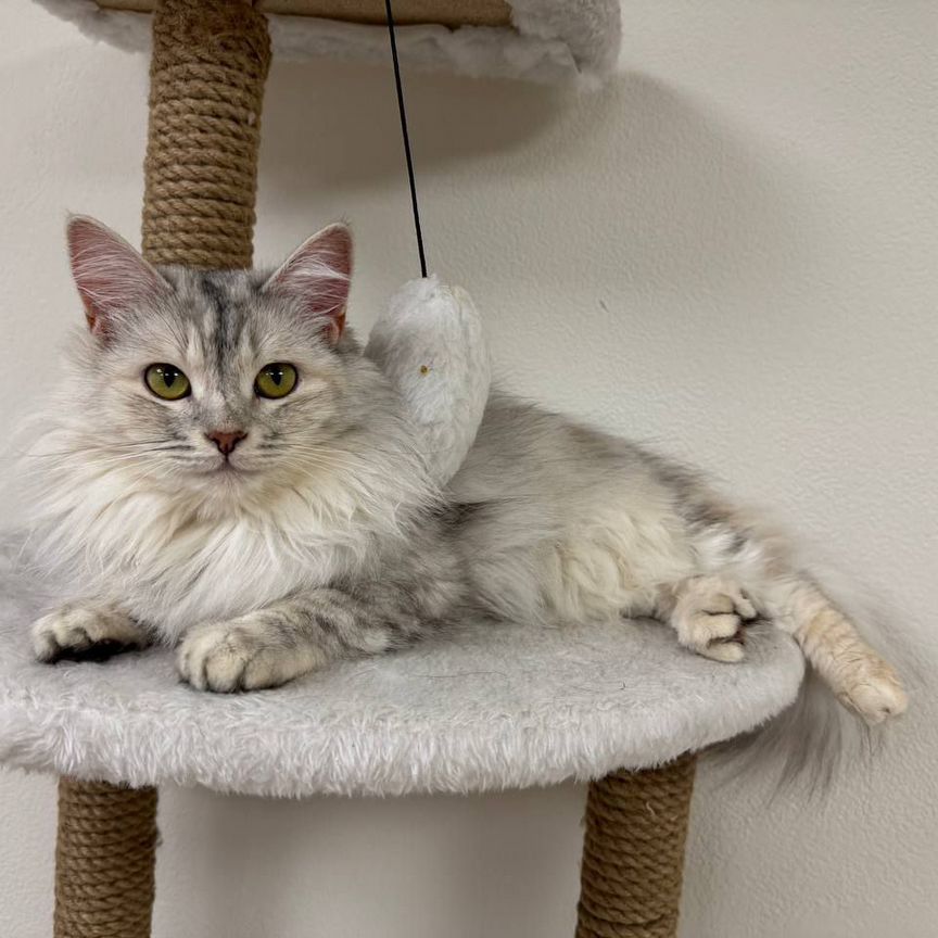 Взрослая, Девочка кошка в добрые руки