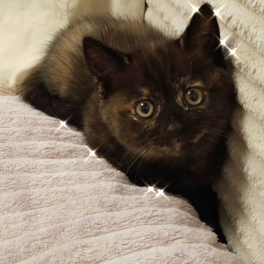 Кошечка
