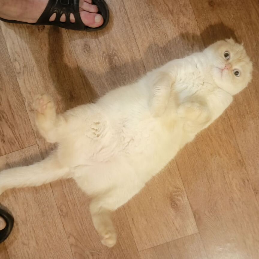 Отдам в добрые руки