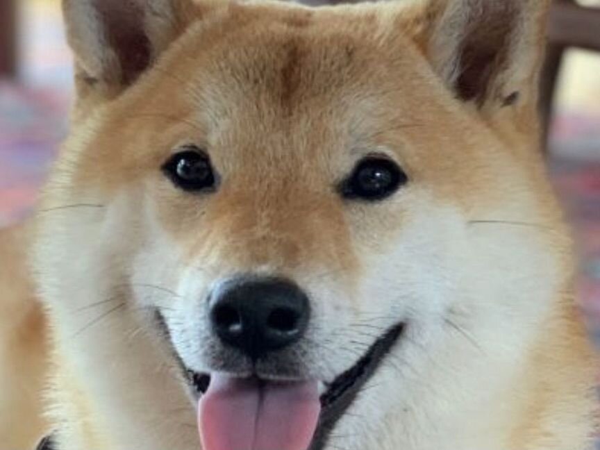 Вязка сиба ину кобель