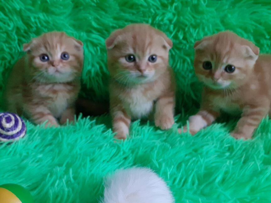 Шотландские рыжики на счастье