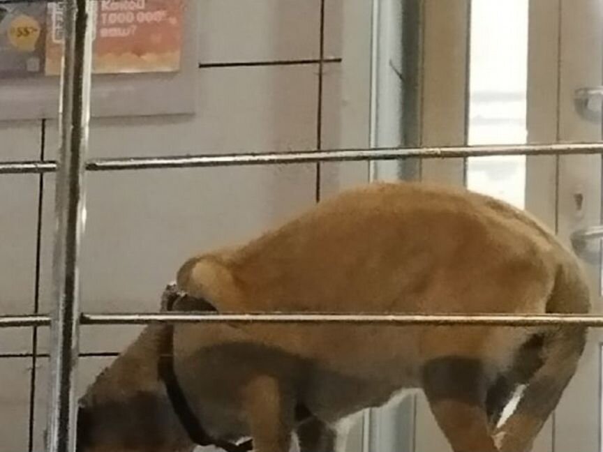 Скитается по улицам собака в шлейке. Нужен хозяин