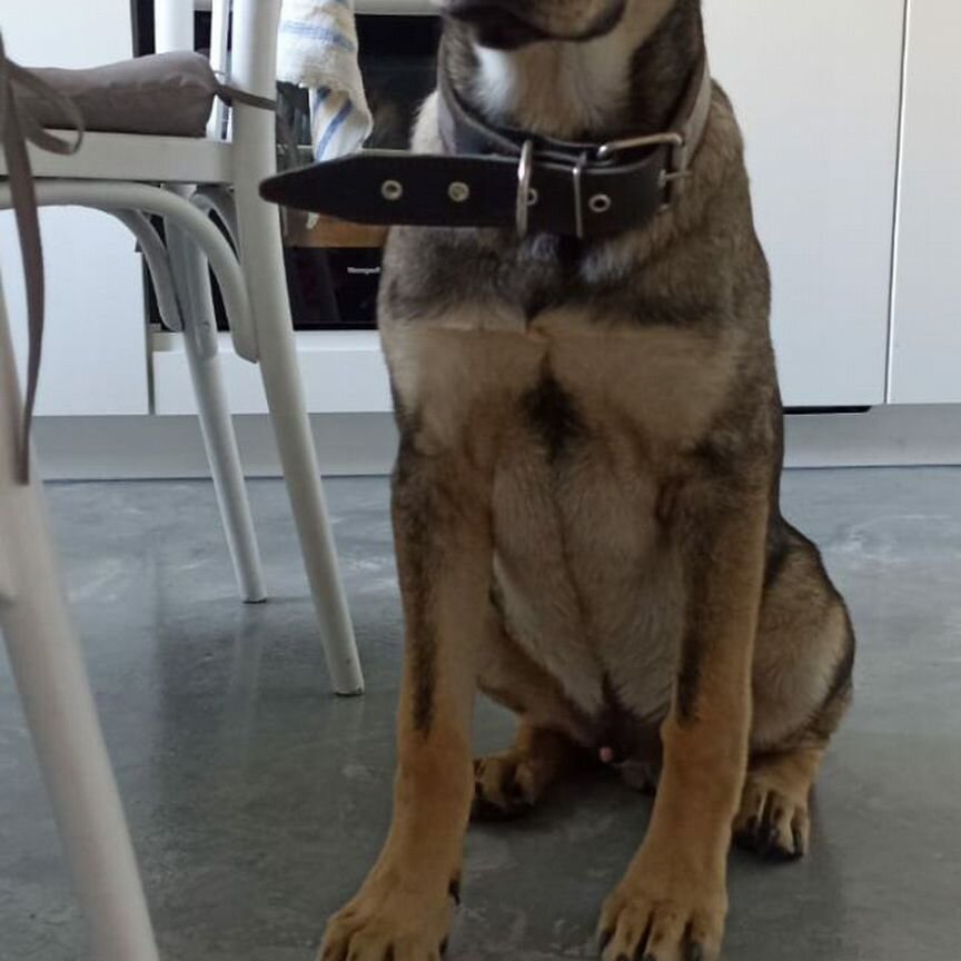 Мальчик Коленька щенок