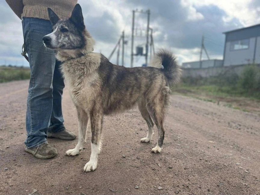 Отдам собаку в добрые руки