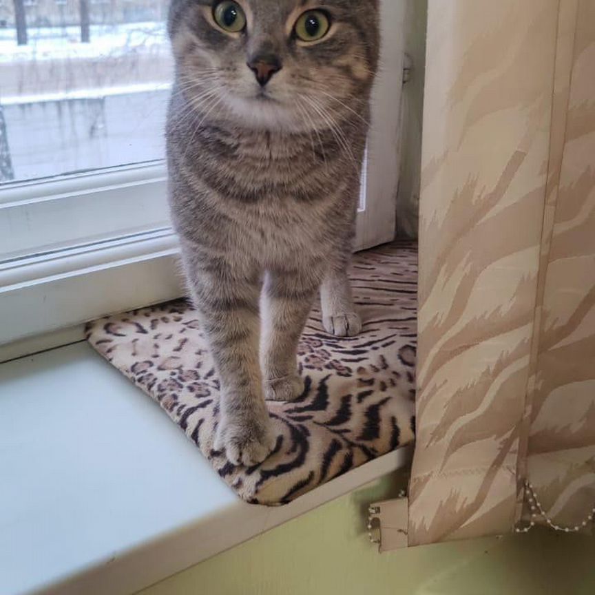 Молодой котик ищет любящую семью