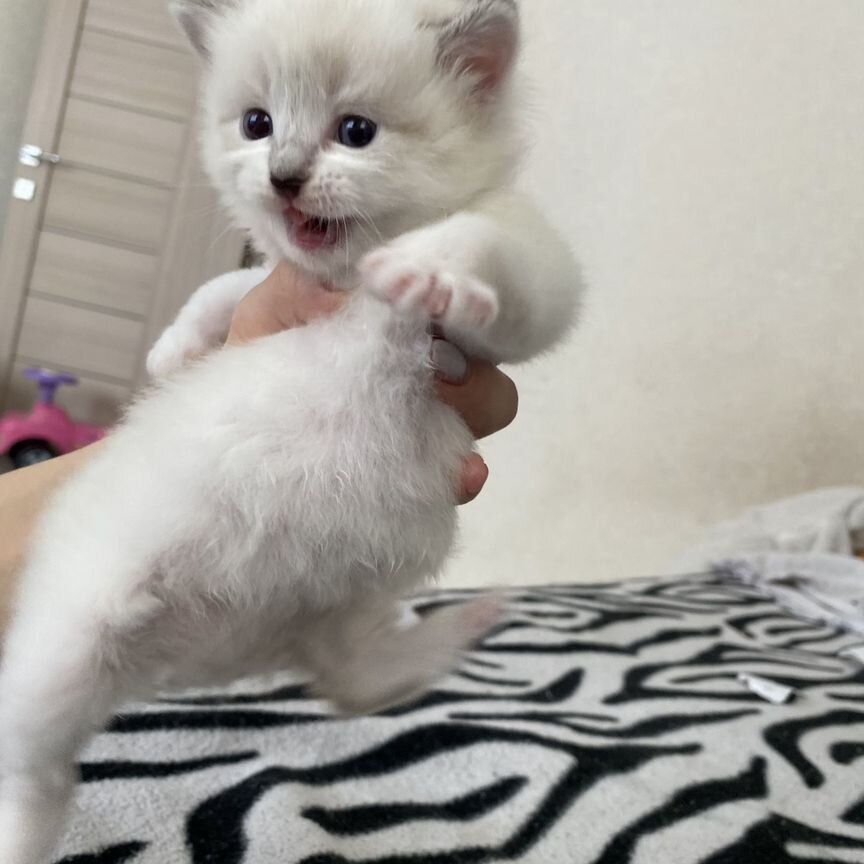 Котенок породы рэгдолл