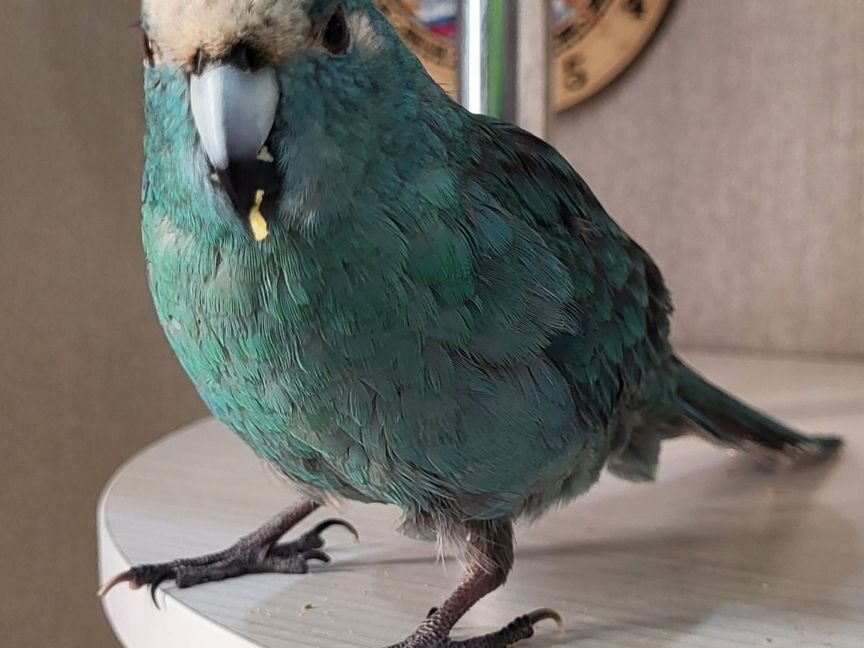 Попугай какарики редкого окраса