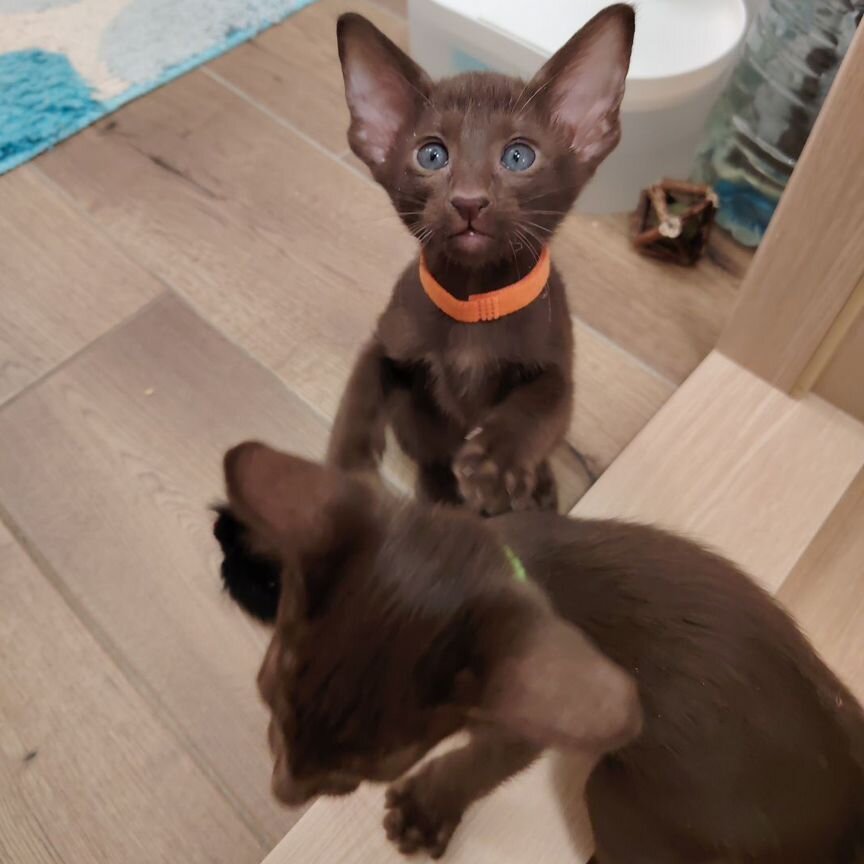 Ориентальный котёнок