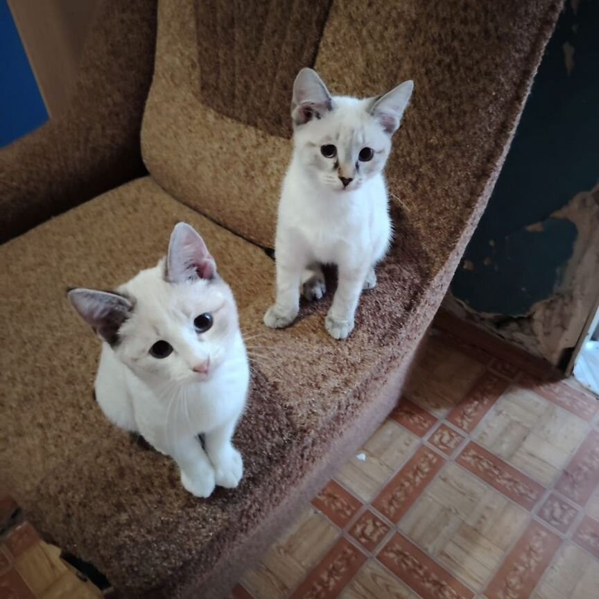 Отдам славных кисуликов в добрые ручки