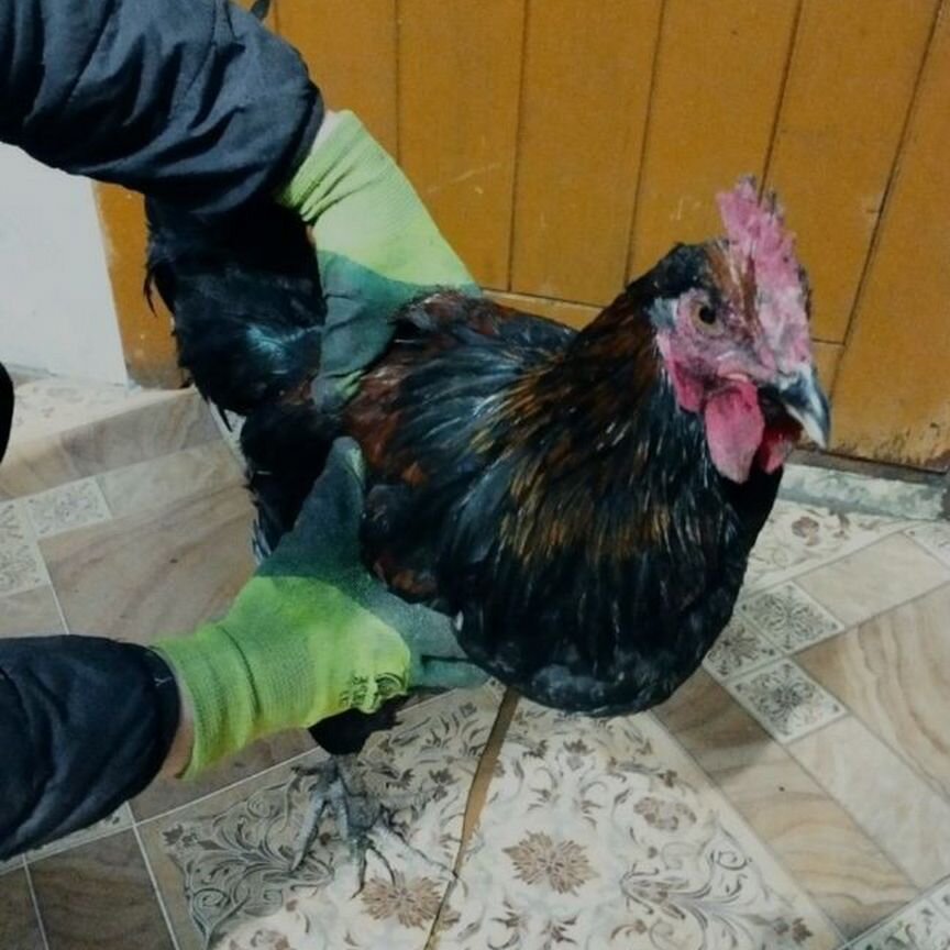 Молодые петухи.Шведский Блюмен