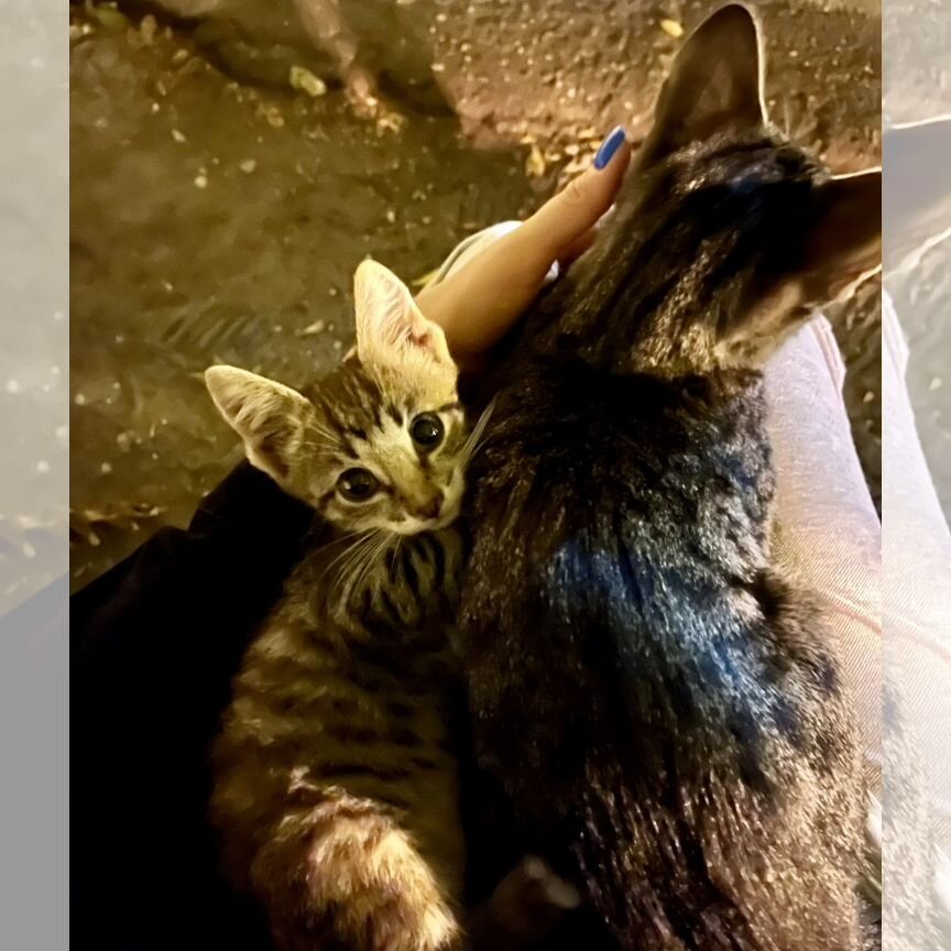 Катюшка ищет дом