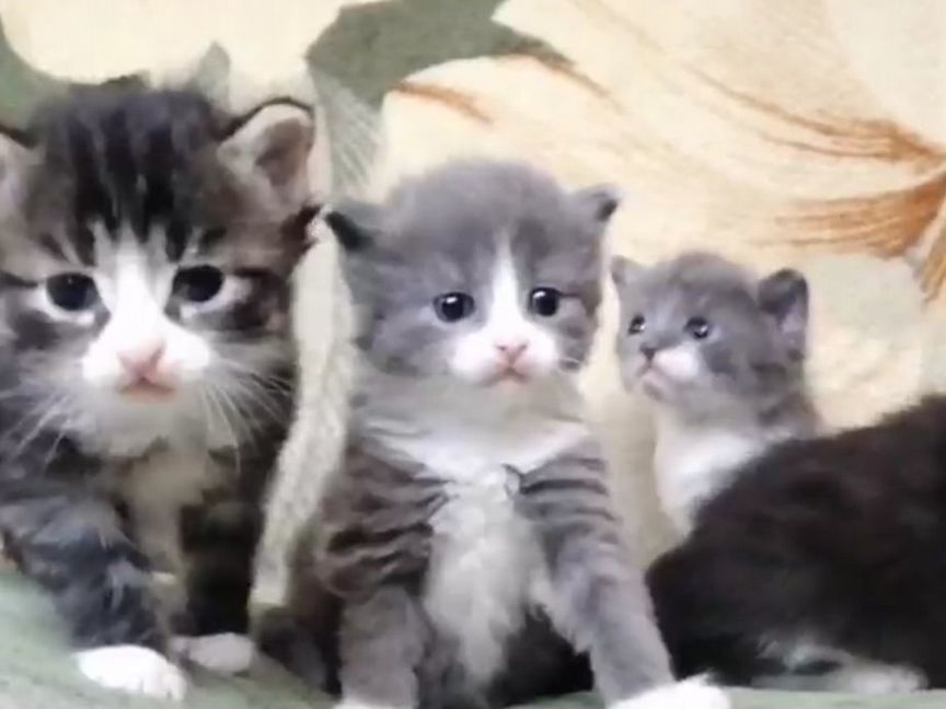 Сибирские+вислоухие котята