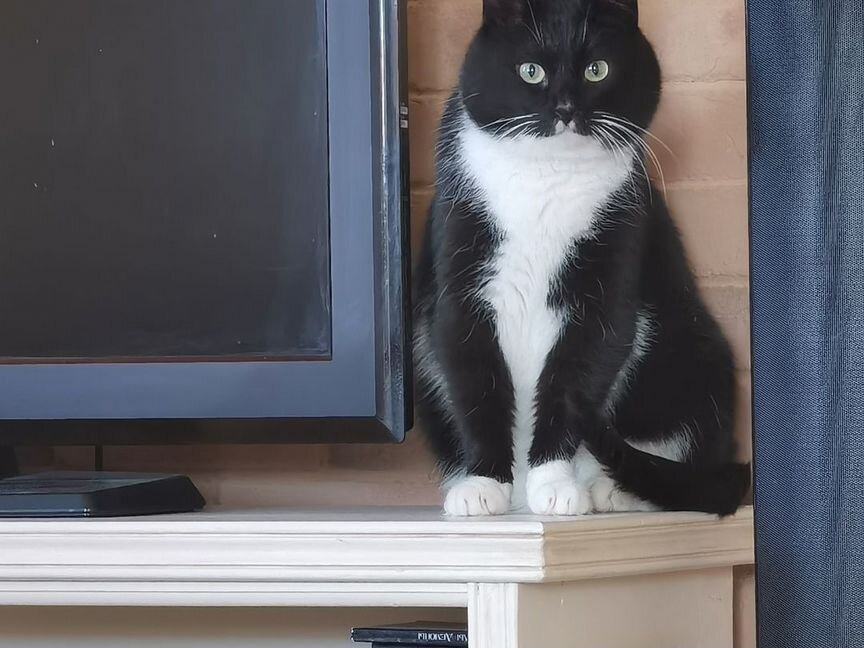 Ласковый котик ищет дом