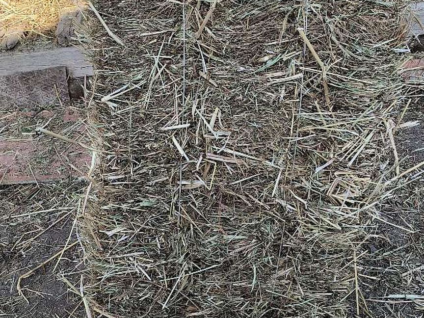 Сено в тюках гумай смешанный с люцерной