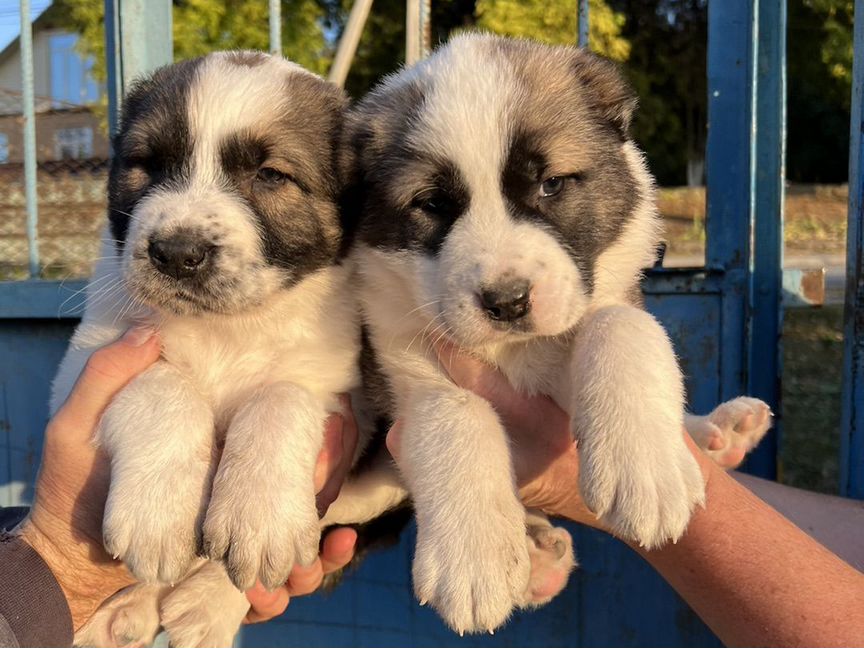 Щенки среднеазиатской овчарки-Алабая