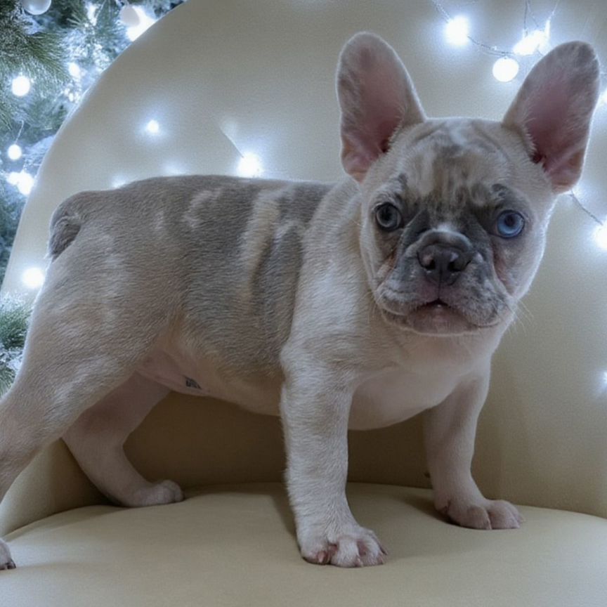 Французский бульдог, щенок